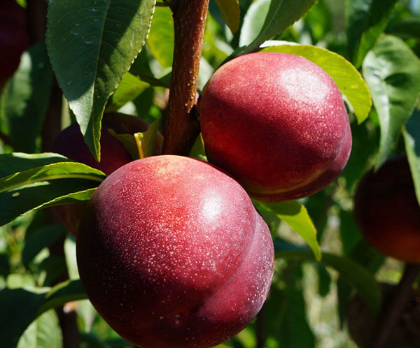 Nektarinas Harco - Nektarinų sodinukai - Buskų medelynas Babtai