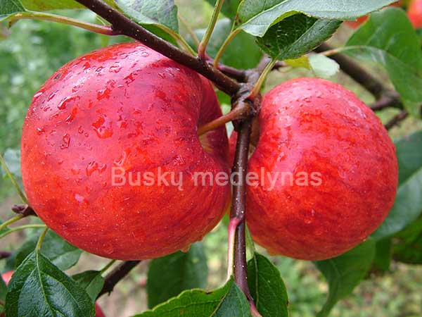 Obelis Rubinola - Žieminė obelų veislė - Buskų medelynas Babtai