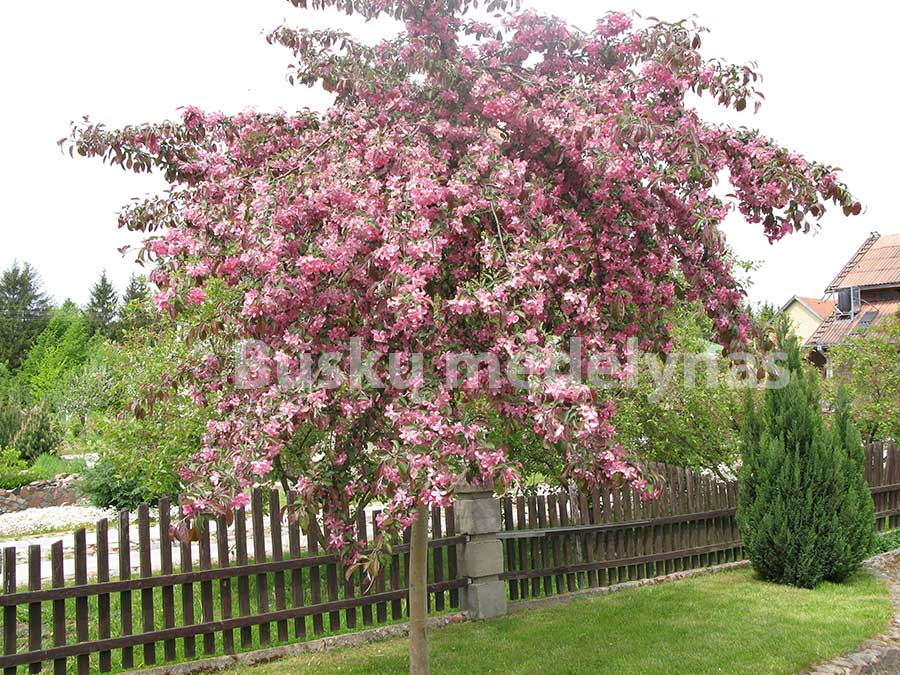 Rojaus obelis Ola - Buskų medelynas Babtai