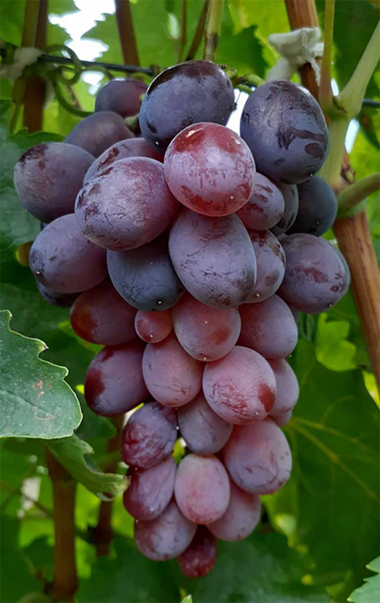 Vynuogė Jupiter - vynuogių sodinukai - Buskų medelynas Babtai