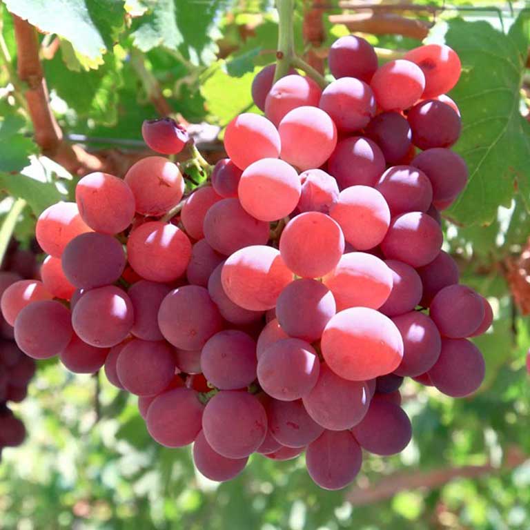 Vynuogė Liepsna - vynuogių sodinukai - Buskų medelynas Babtai