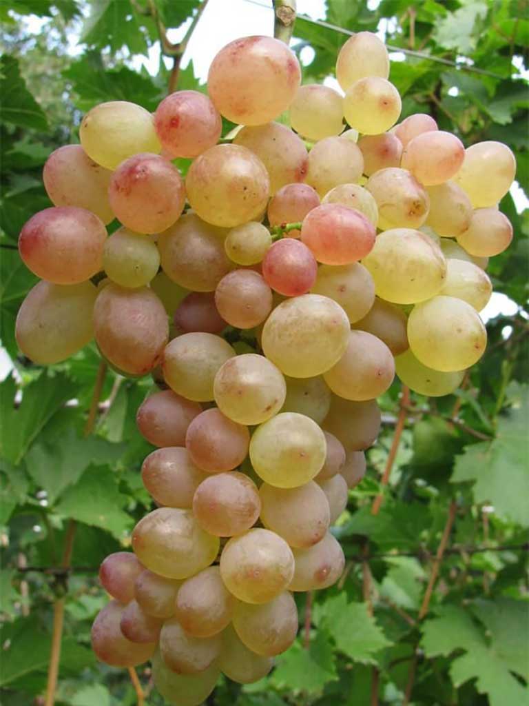 Vynuogė Palanga - vynuogių sodinukai - Buskų medelynas Babtai